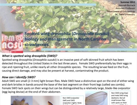 Spotted Wing Drosophila Biology and Management in NC Strawberries ...